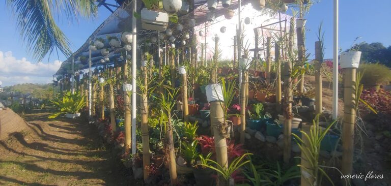 Manlangit Nature Park – " A Quick Getaway From Stress